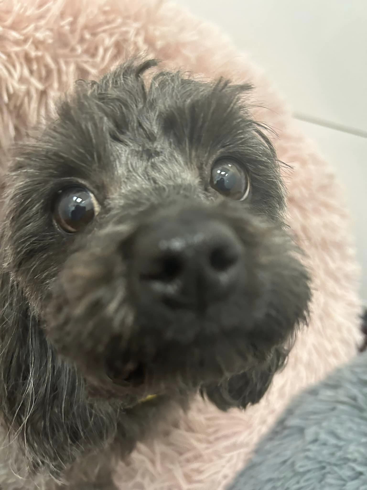 CURE Animal Rescue